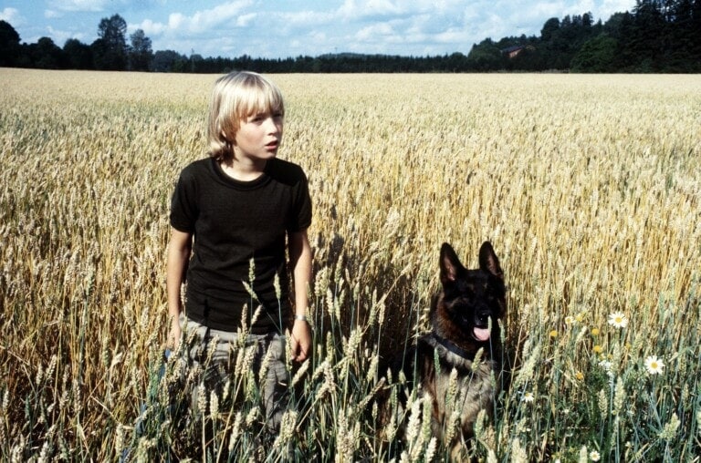 Muistatko vielä? Susikoira Roi sulatti 1980-luvulla koiraihmisten ...